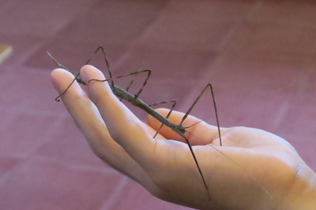 Stick Insects from Puntarenas Province, Monteverde, Costa Rica on ...