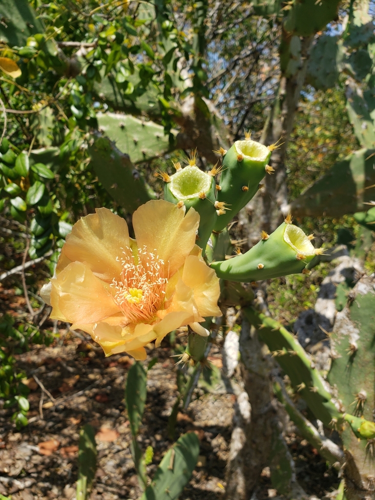 Opuntia keyensis from Fort Myers Beach, FL 33931, USA on April 25, 2021 ...