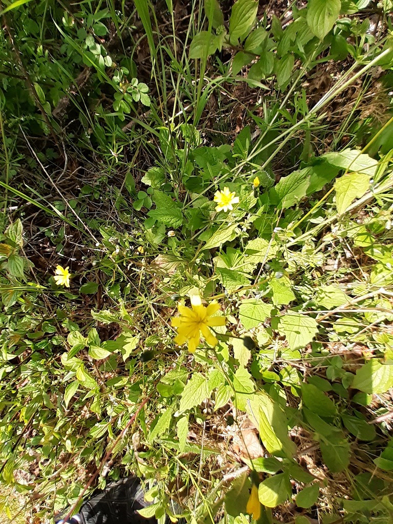 narrow-leaved hawksbeard from Cambridge, UK on April 24, 2021 at 12:10 ...
