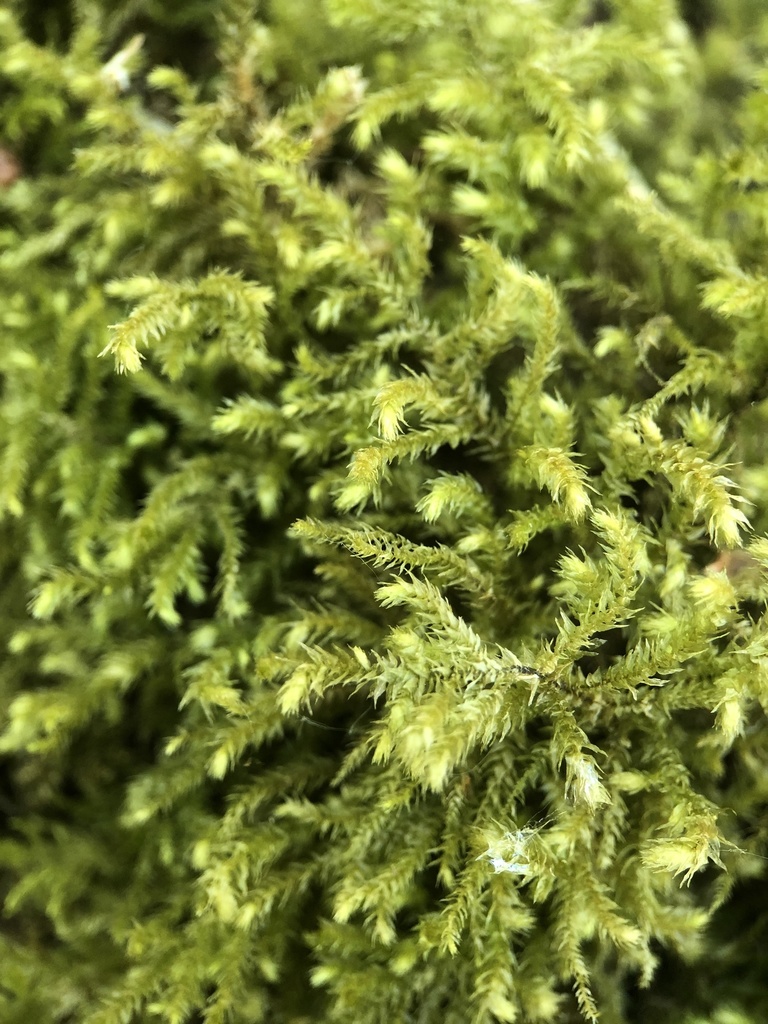 Common Striated Feather-moss (Eurhynchium striatum) - Botanical Realm