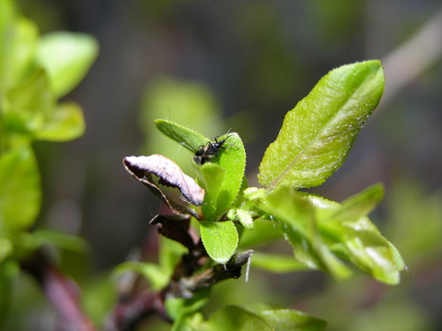 Anthocoris melanocerus · iNaturalist