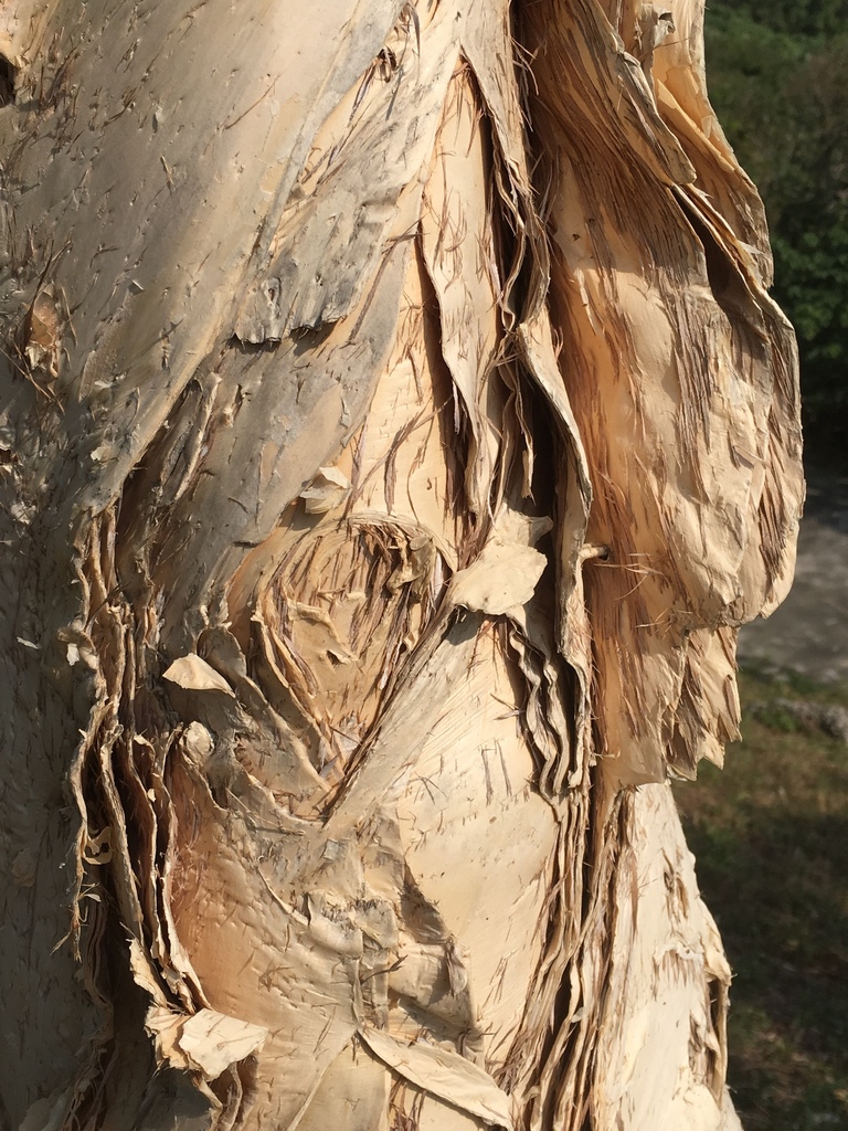 Weeping Paperbark (Melaleuca leucadendra) - Botanical Realm