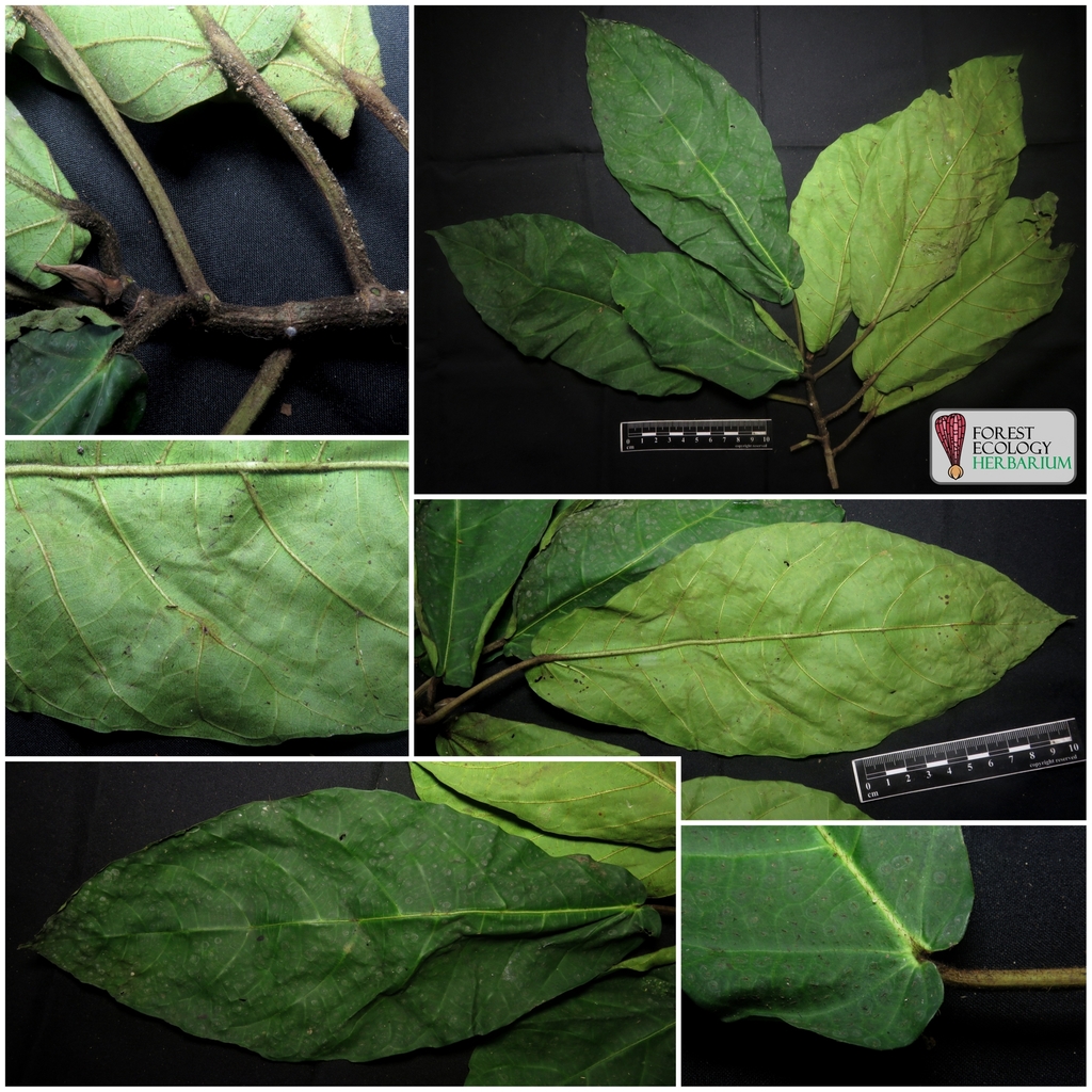 Ficus copiosa from PT. Gelora Mandiri Membangun, Gane Luar Village ...