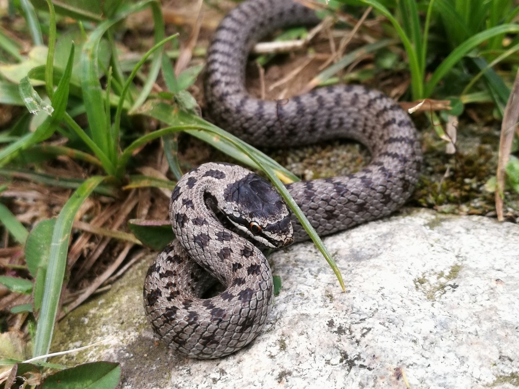 Smooth Snake (Coronella austriaca) - Snakes and Lizards