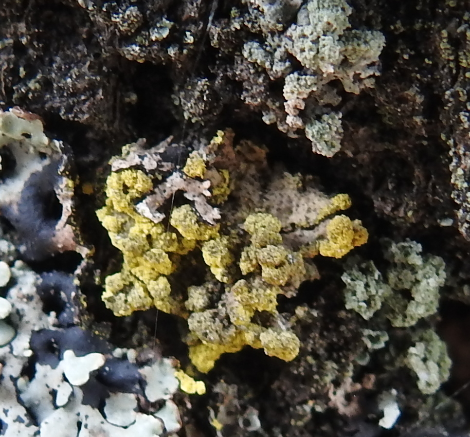 Powdered Sunshine Lichen from Zheleznogorskiy rayon, Kursk, Russia on ...