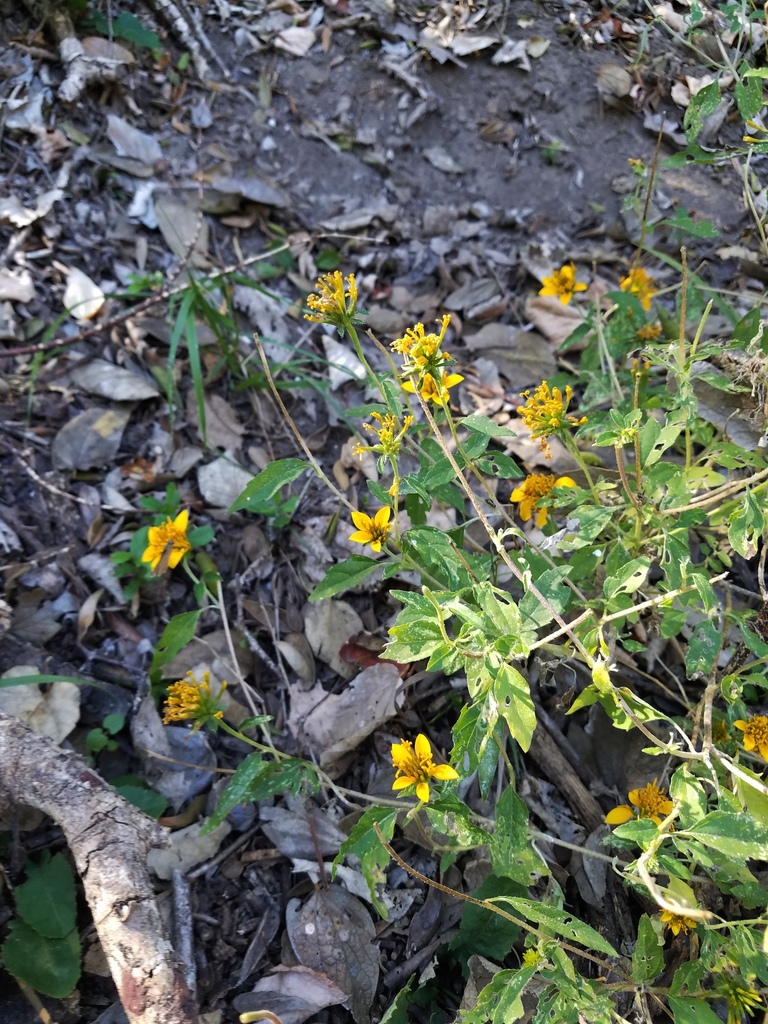 Mexican bonebract from Goliad, Texas, United States on November 28 ...