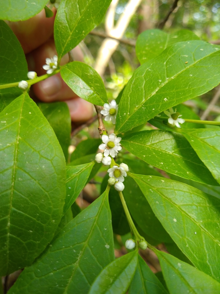 Smooth Winterberry from Central, NC, USA on April 25, 2021 at 05:21 PM ...