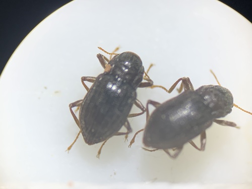 Escarabajo acuático (Heterelmis glabra)