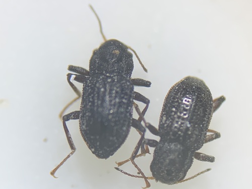 Microcylloepus similis · iNaturalist