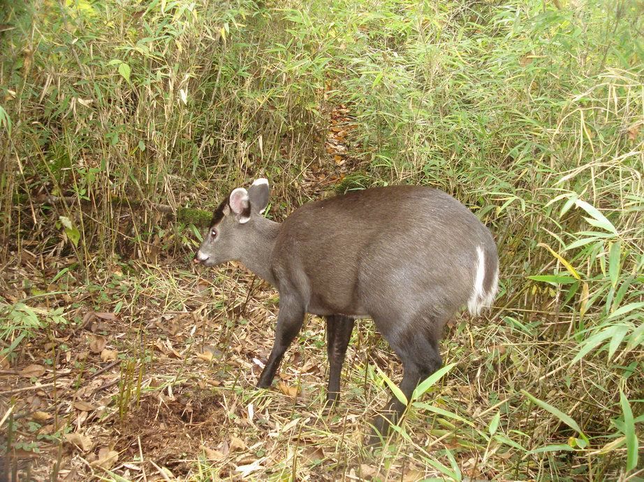 Tufted Deer (Elaphodus cephalophus) - Know Your Mammals