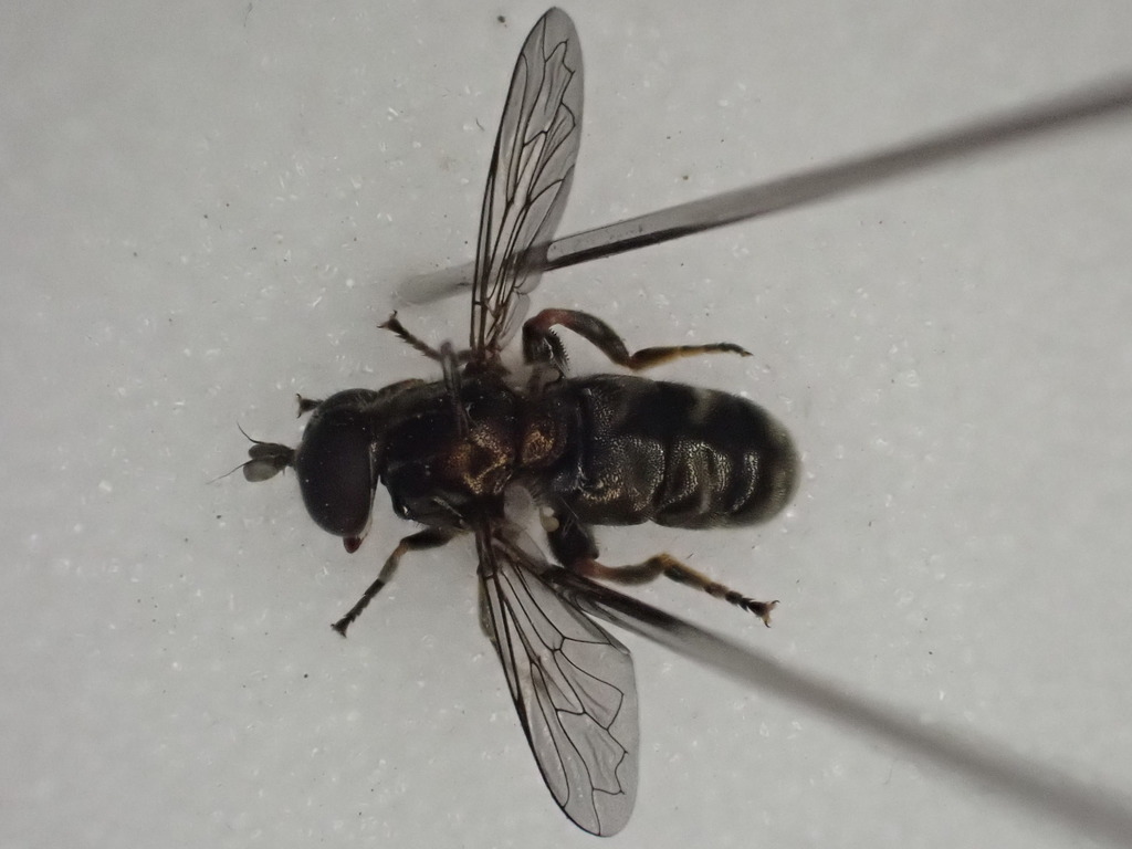 Lesser Bulb Fly from Cornwall, UK on April 25, 2021 at 03:38 PM by ...