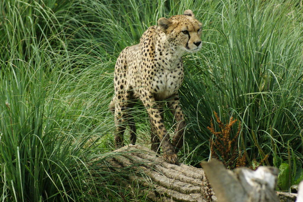 Northeast African Cheetah (Acinonyx jubatus soemmeringii) - Know Your ...