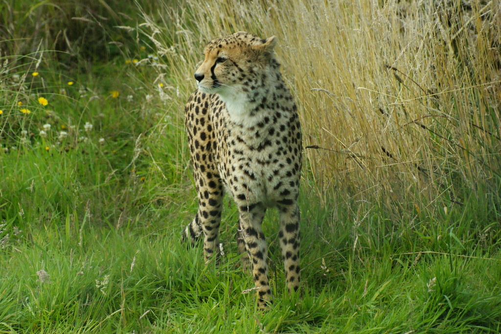 Northeast African Cheetah (Acinonyx jubatus soemmeringii) - Know Your ...
