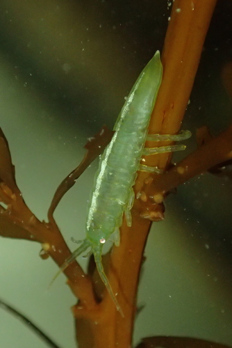 Idotea granulosa · iNaturalist