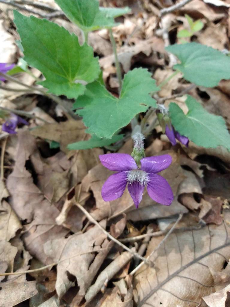 Arrowleaf Violet from Jefferson, Missouri, United States on April 25 ...