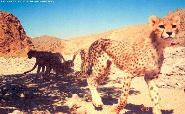 Asian Cheetah (Acinonyx jubatus venaticus) - Know Your Mammals