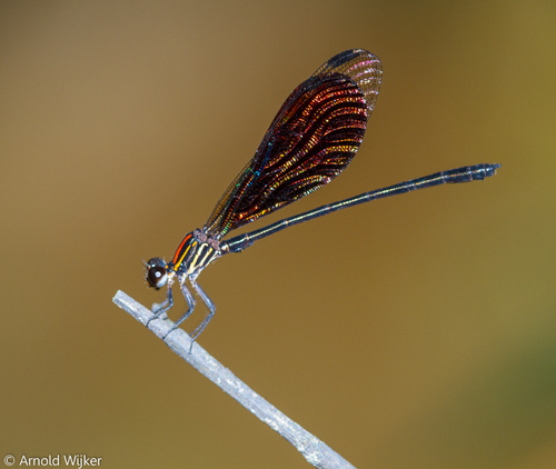 Chalcopteryx rutilans · iNaturalist United Kingdom