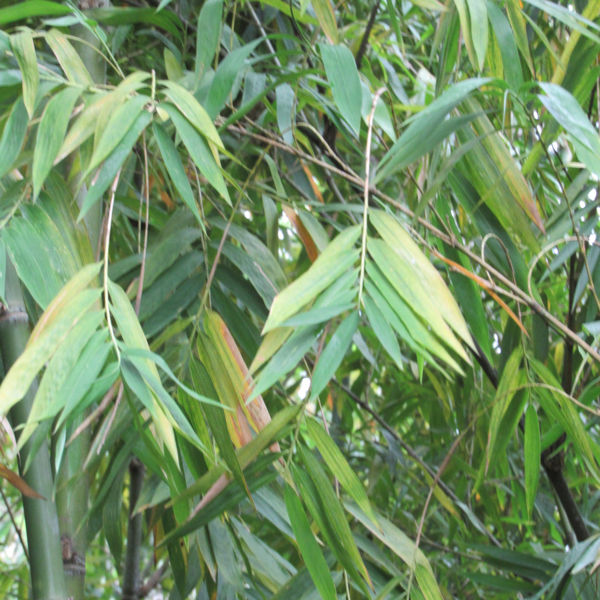 Guadua angustifolia Kunth