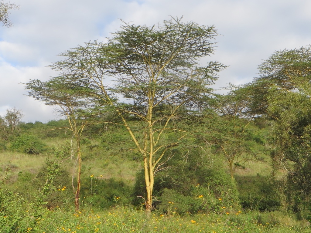 fever tree (Vachellia xanthophloea) - Botanical Realm