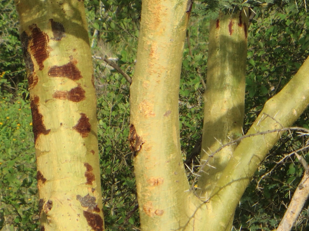fever tree (Vachellia xanthophloea) - Botanical Realm