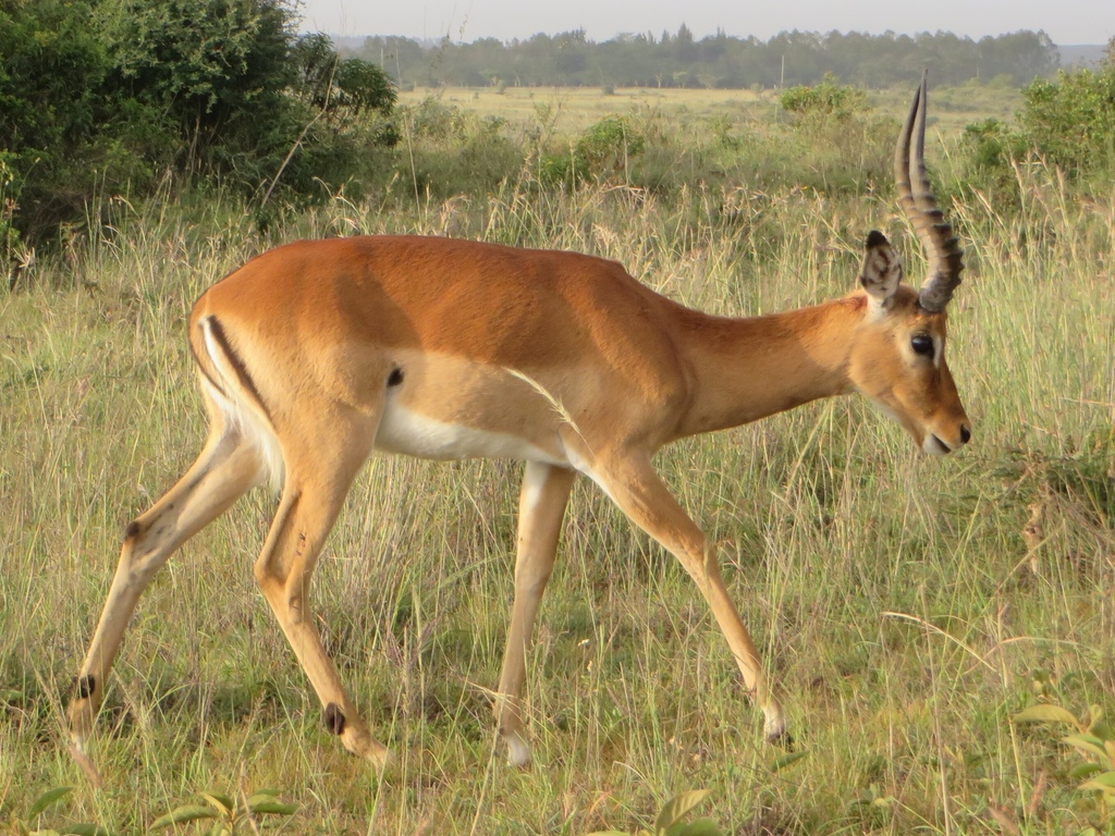 Common Impala from Nairobi National Park, , Nairobi, KE on December 10 ...