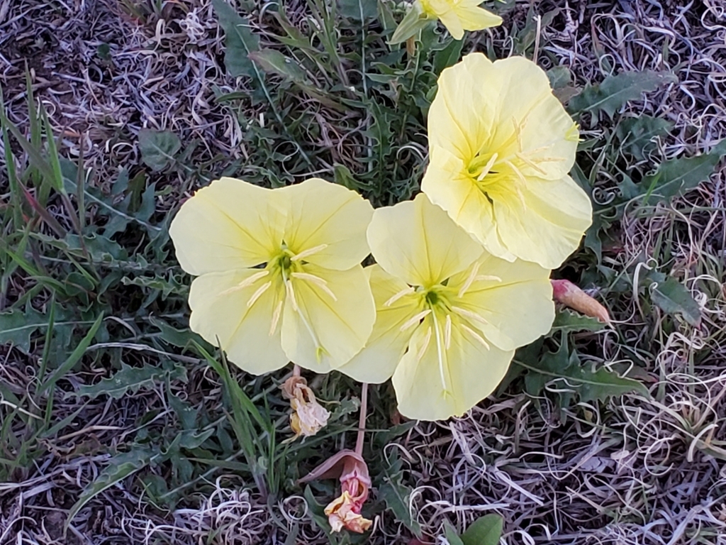 Stemless Evening Primrose from Goodwell, OK 73939, USA on April 25 ...