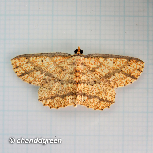 Genus Synegia · iNaturalist United Kingdom