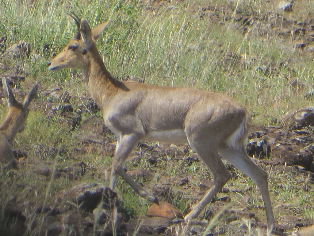 Reedbucks (Redunca) - Know Your Mammals