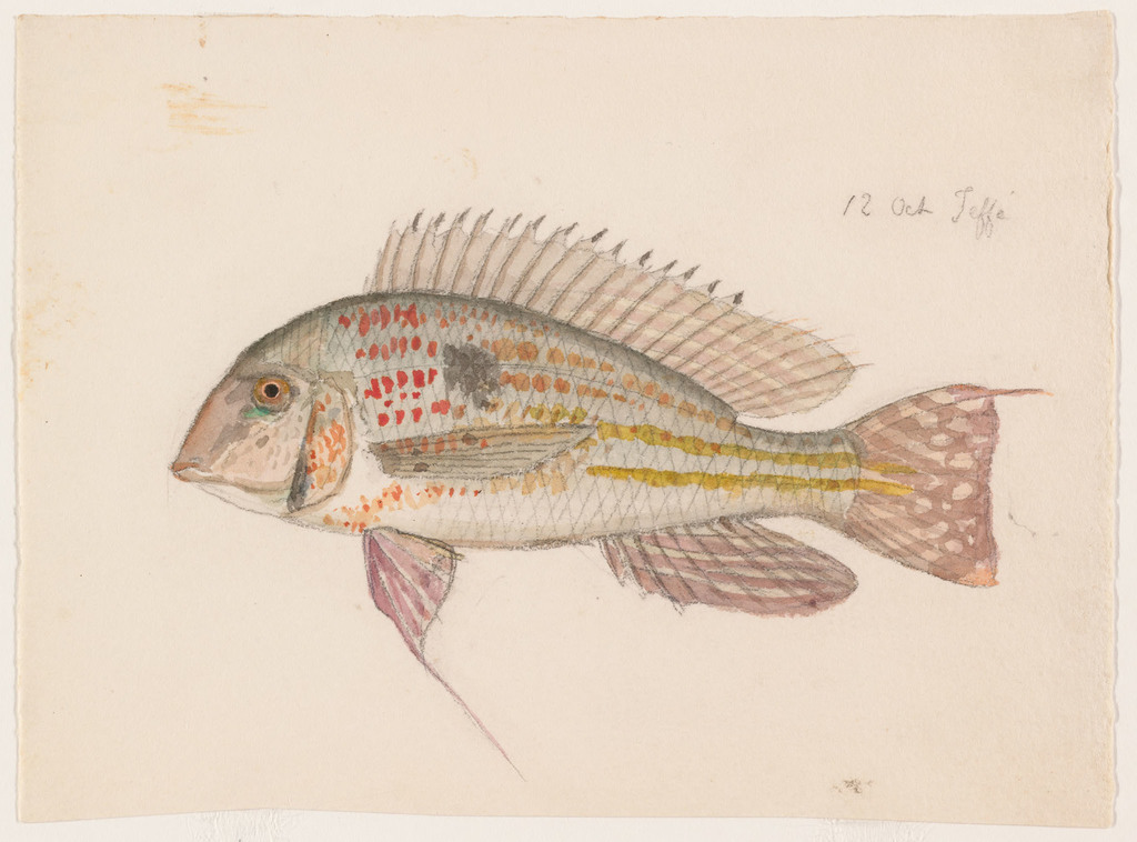 Lemonade Cichlid (Geophagus proximus) - Marine Life Identification