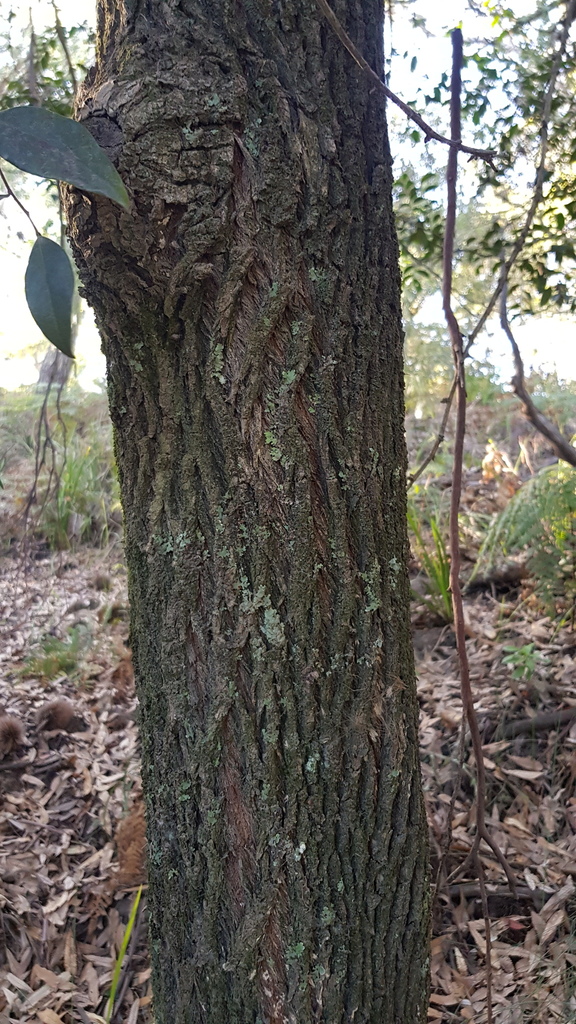 Cheese Tree (Glochidion ferdinandi) - Botanical Realm