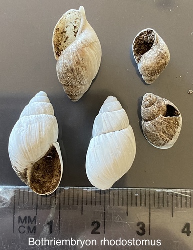 Bothriembryon rhodostomus · iNaturalist