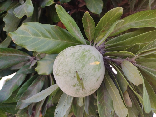 Palo de calentura (Pouteria glomerata subsp. glomerata)