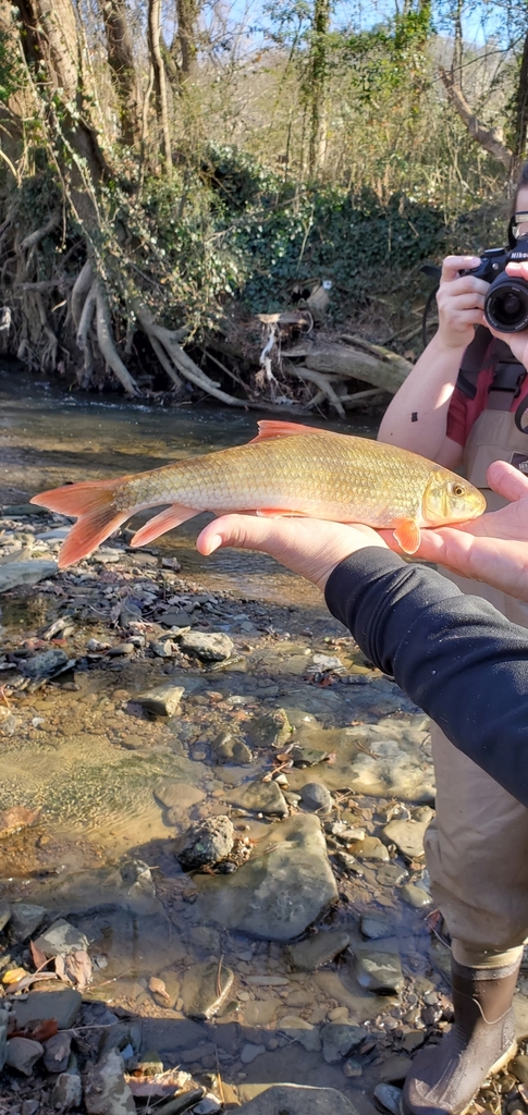 Blacktail Redhorse from Homewood, AL, USA on February 03, 2021 at 02:47 ...