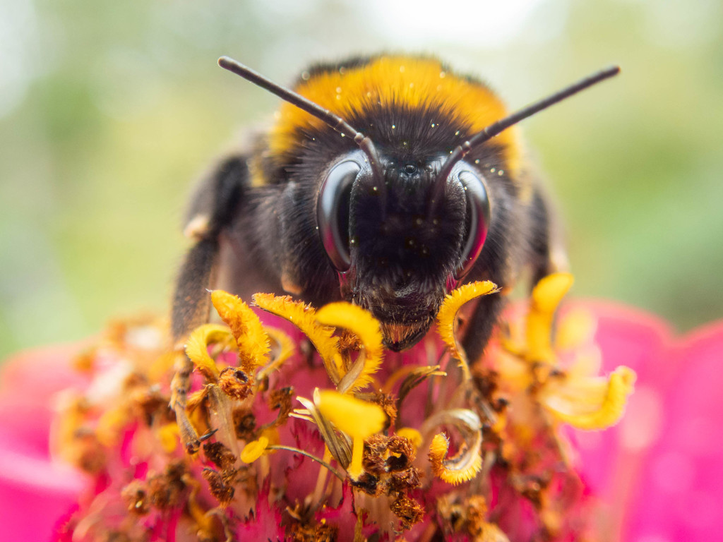 Buff-tailed Bumble Bee from Ngatapa 4072, New Zealand on April 10, 2021 ...