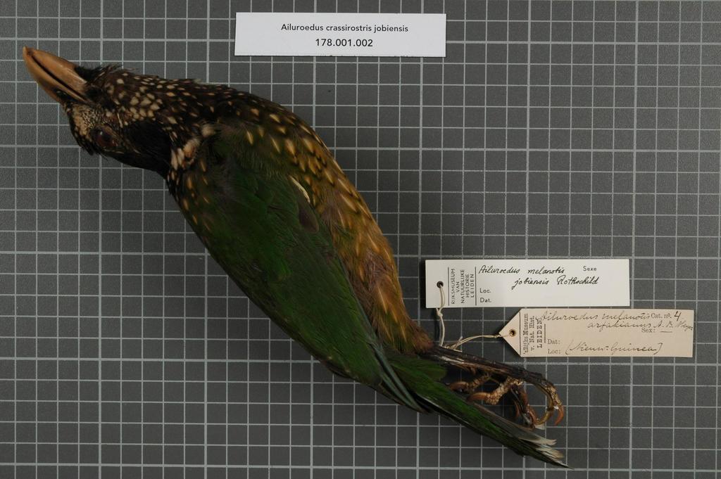 Northern Catbird (Ailuroedus jobiensis) - Avian Discovery