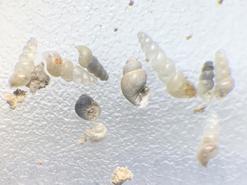 Grapevine Springs Elongate Tryonia (Tryonia margae) · iNaturalist