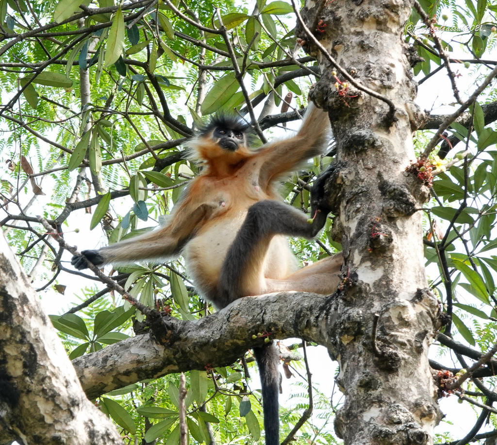 Capped Lutung in April 2021 by Rejoice Gassah · iNaturalist