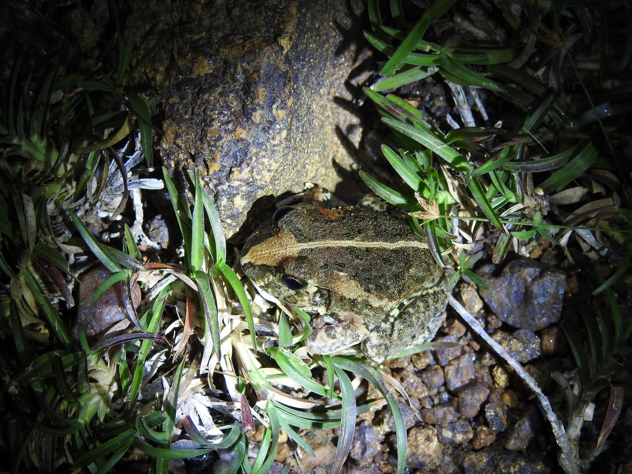 Sphaerotheca breviceps (Schneider, 1799)