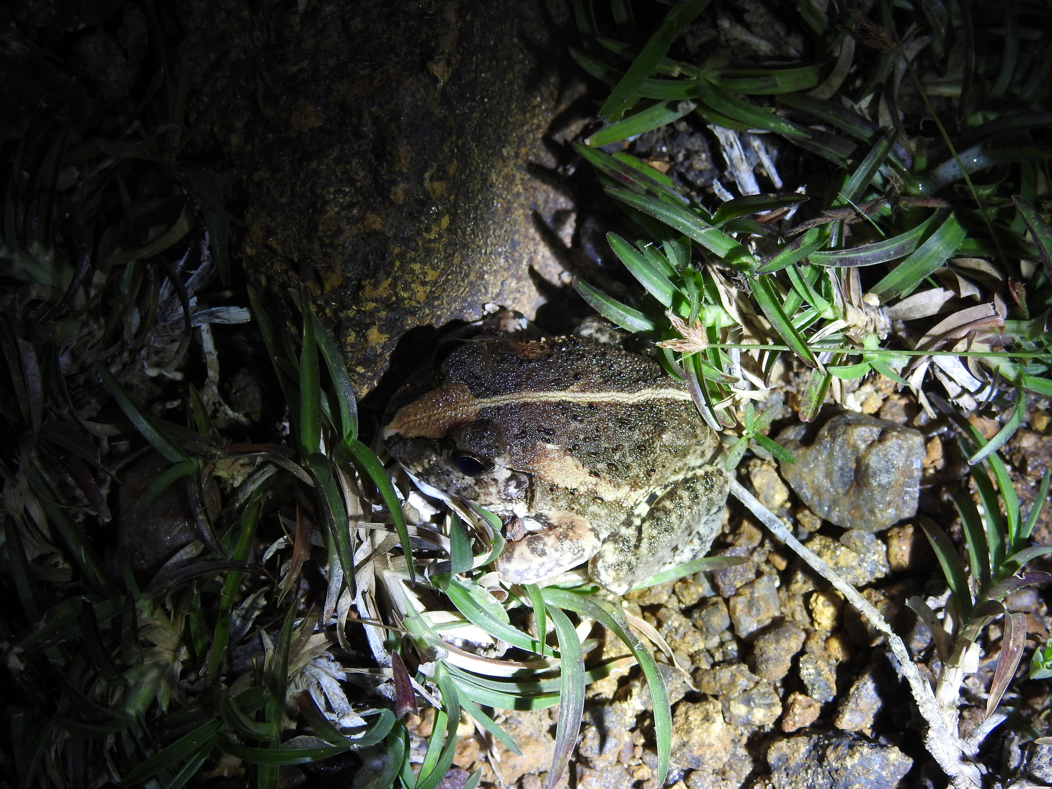 Sphaerotheca breviceps (Schneider, 1799)