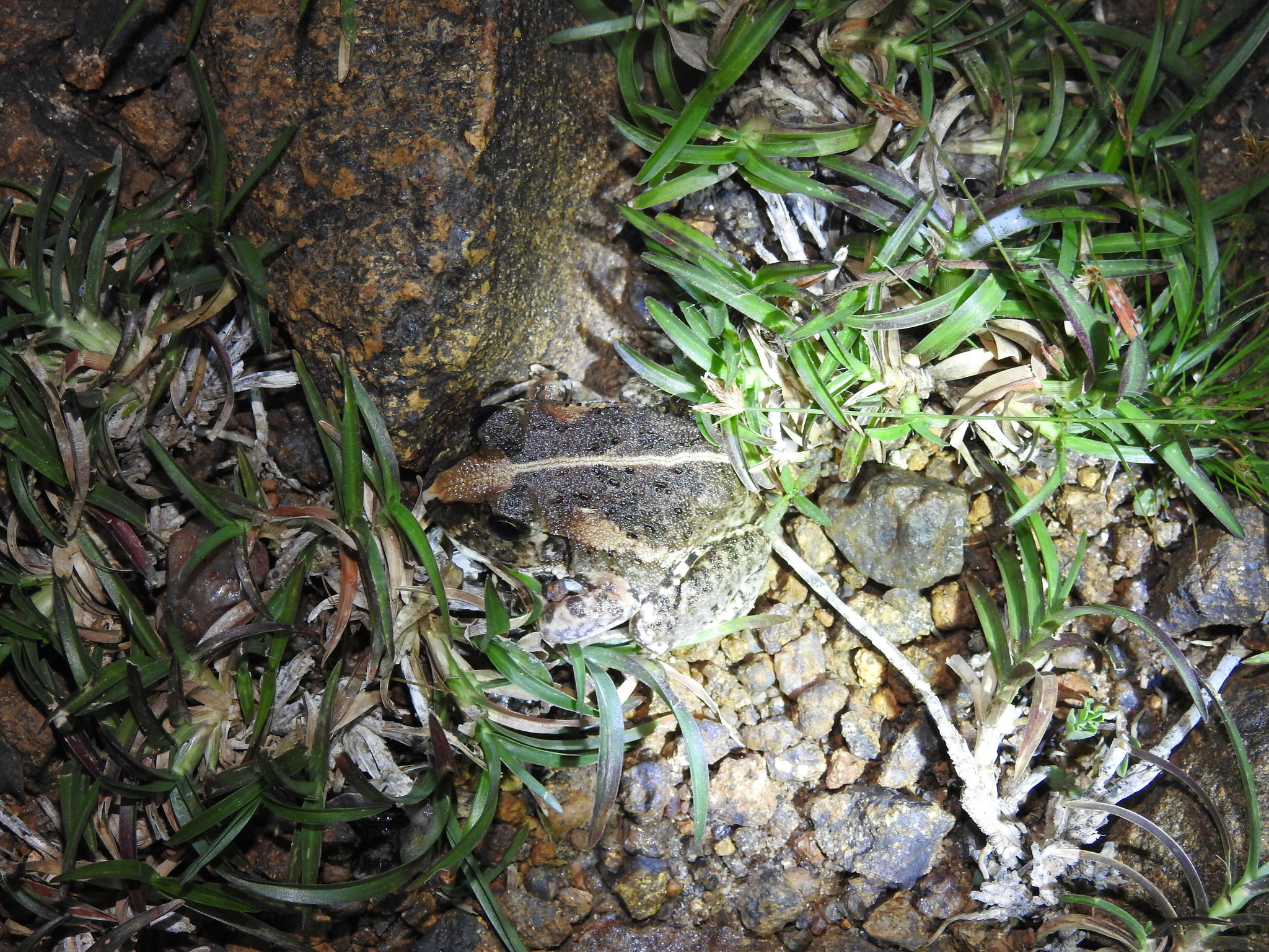 Sphaerotheca breviceps (Schneider, 1799)