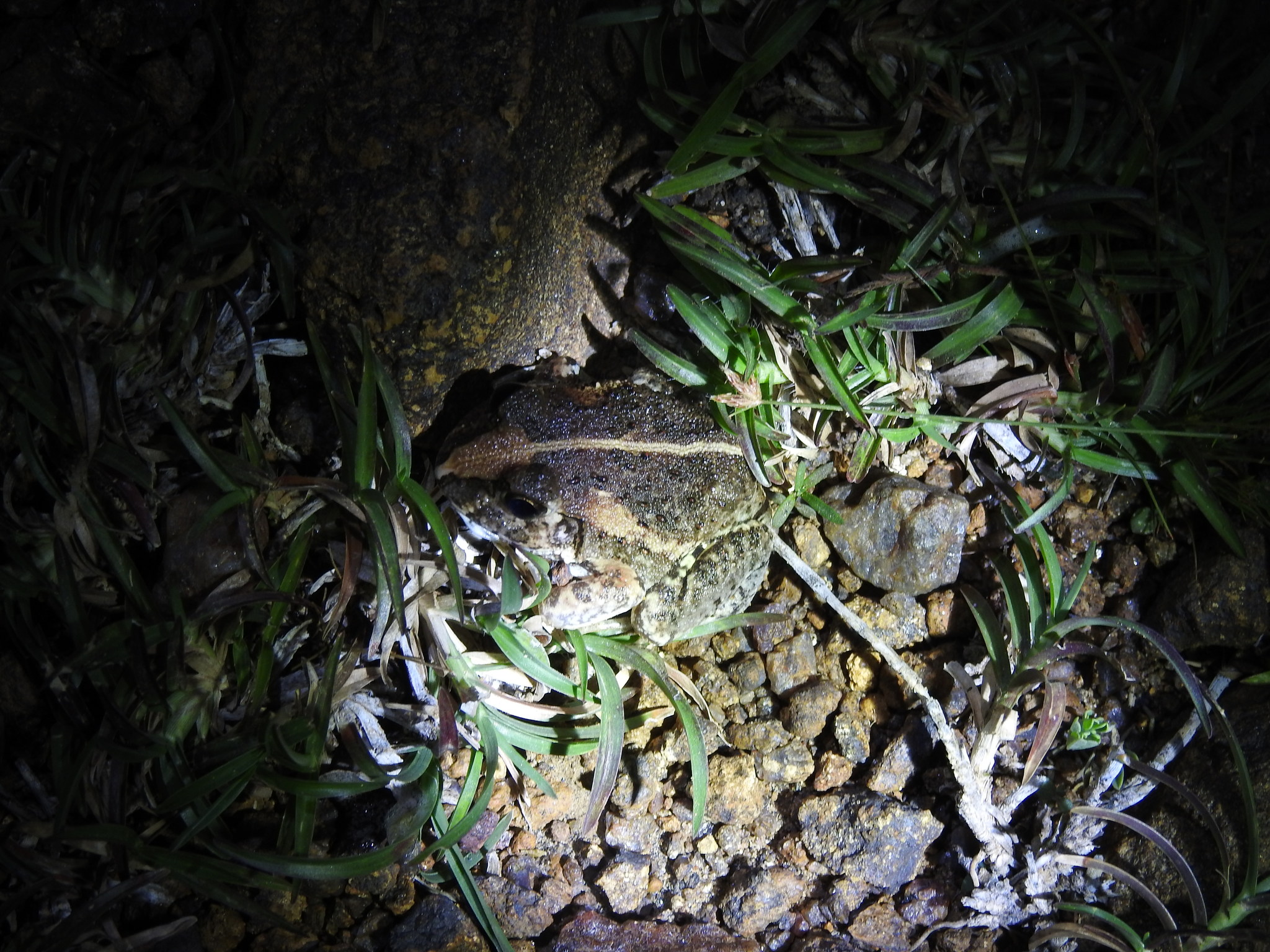 Sphaerotheca breviceps (Schneider, 1799)