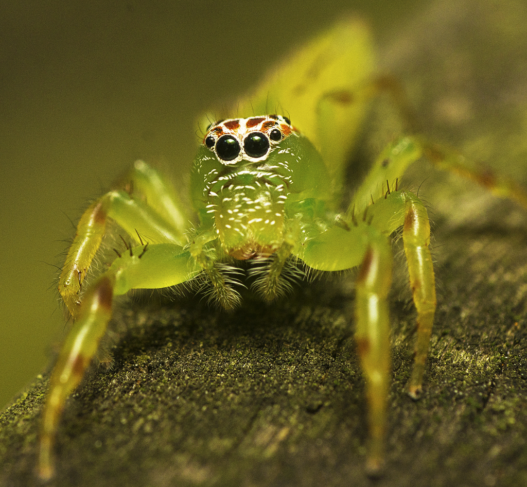Green Jumping Spider from Dohles Rocks Rd, Griffin QLD 4503, Australia ...