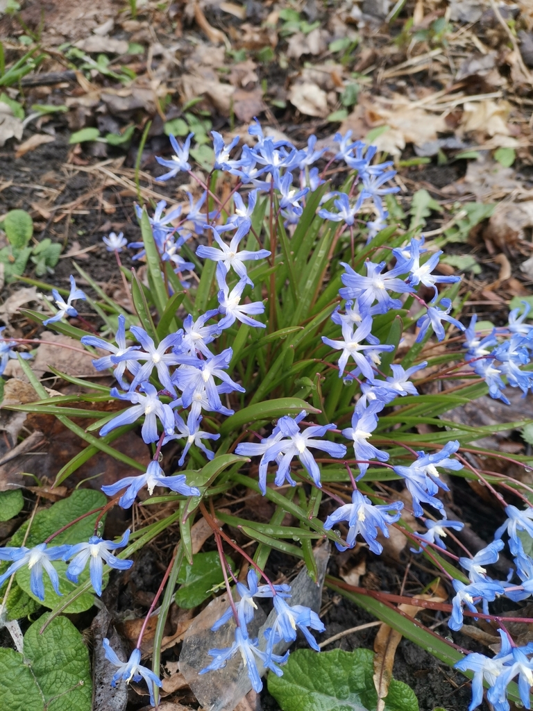 Boissier's Glory-of-the-snow from 20700 Turku, Suomi on April 26, 2021 ...