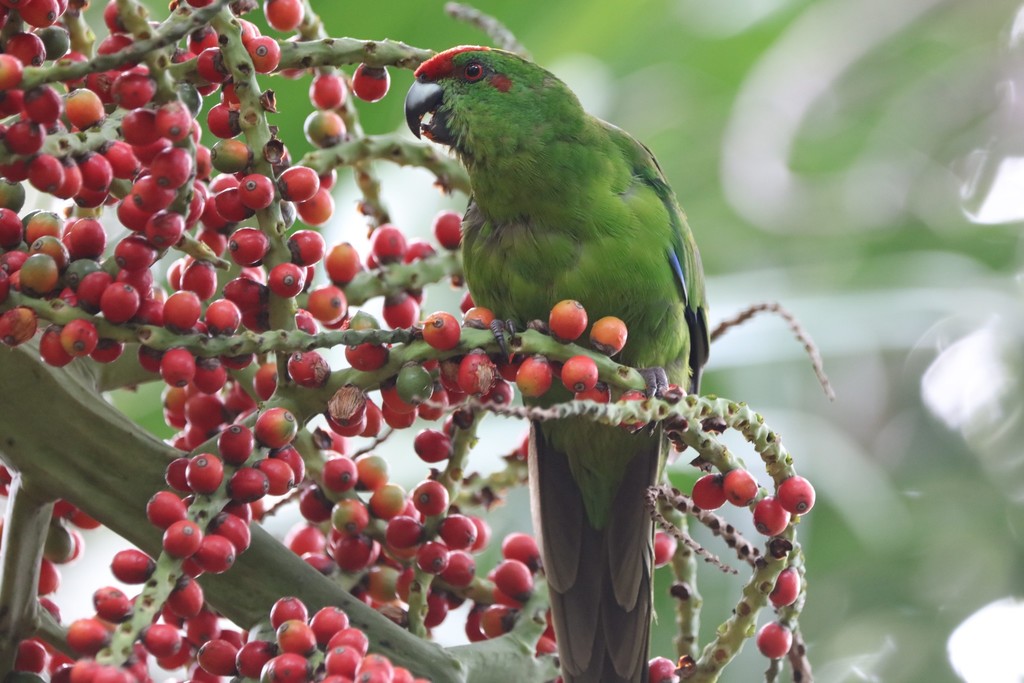 Norfolk Island Parakeet from Burnt Pine 2899, Norfolk Island on April 9 ...