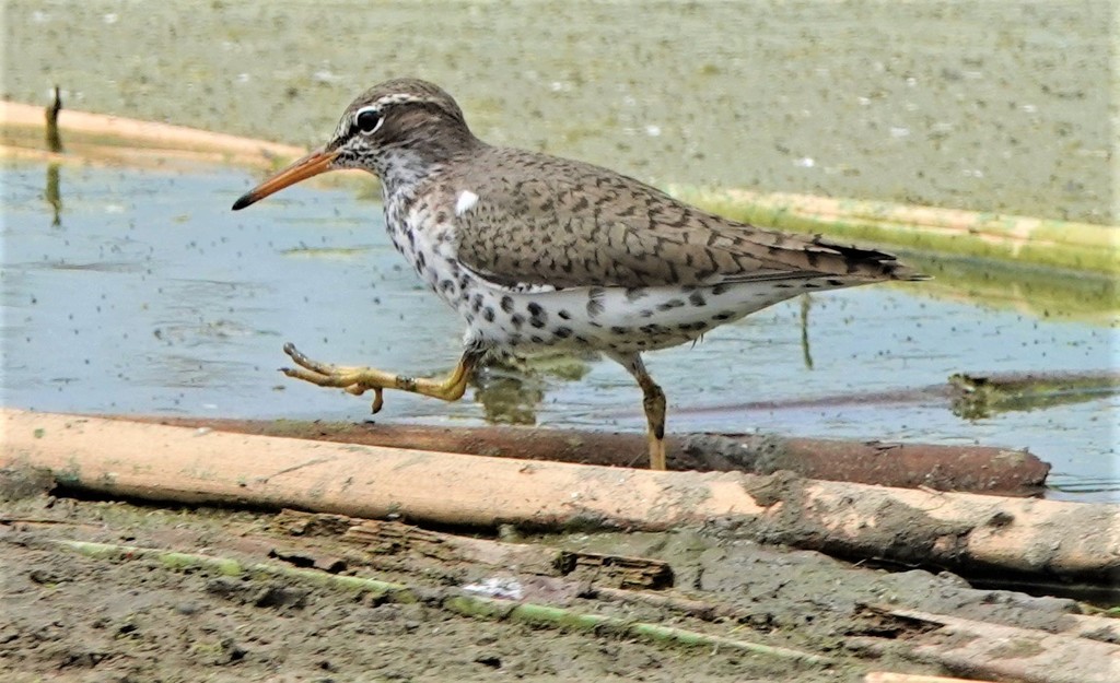Spotted Sandpiper from Lake Los Carneros Goleta, CA, USA on April 25 ...