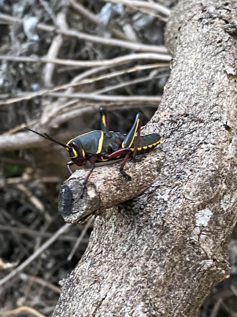 Eastern Lubber Grasshopper from Tropical Park, Miami, FL, US on April ...