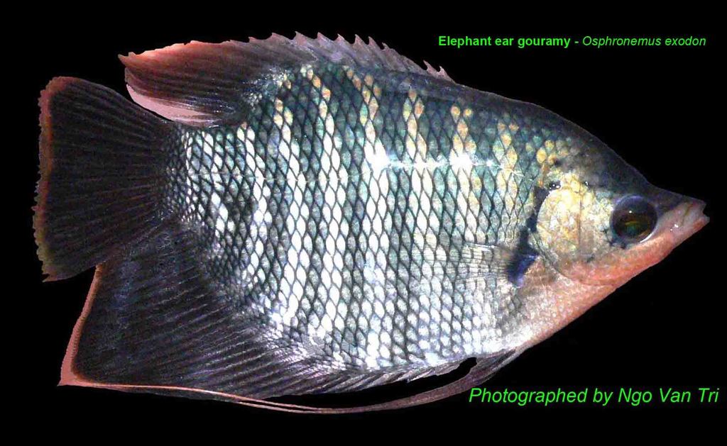 Giant Gouramis (Osphronemus) - Marine Life Identification