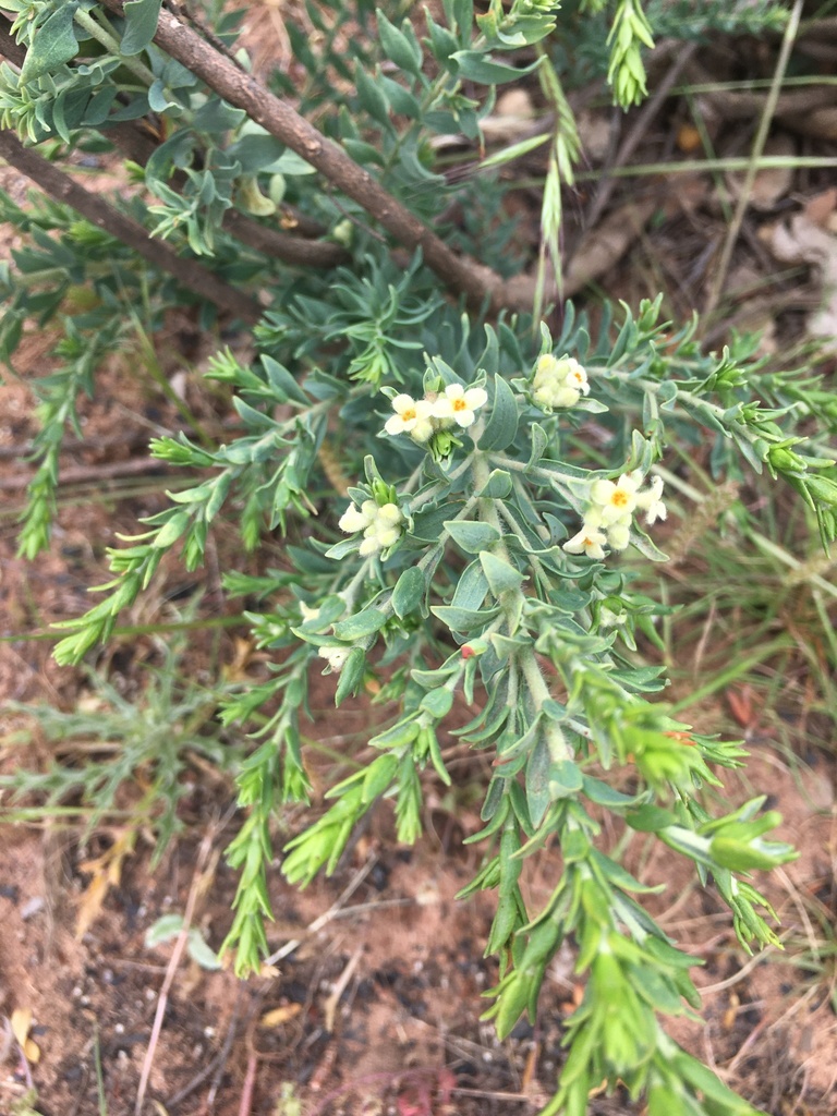 (Thymelaea lythroides) - Botanical Realm