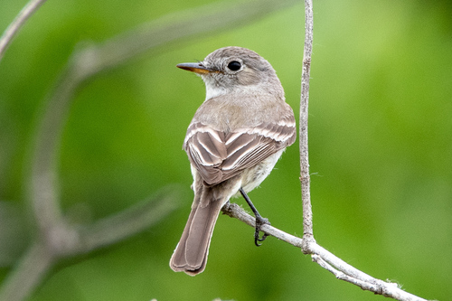 Gray Flycatcher (Flycatchers of the US) · iNaturalist