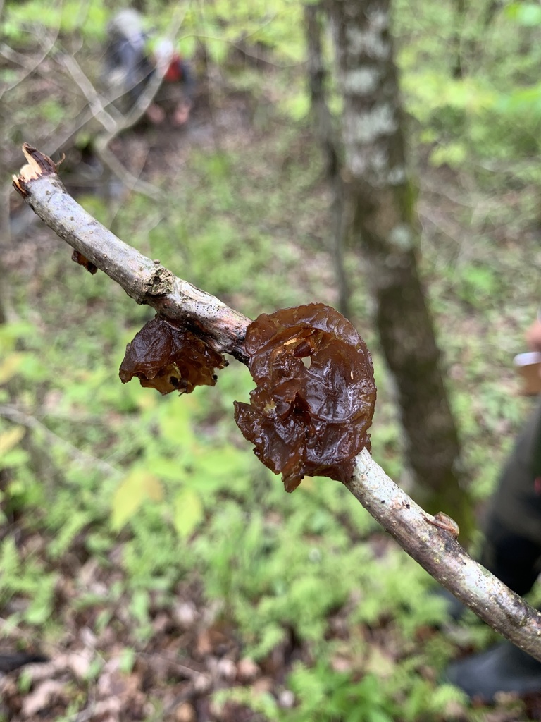 Exidia recisa from Winslow, AR, US on April 24, 2021 at 02:09 PM by ...